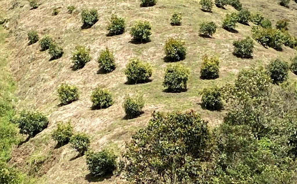 Avocado Farm for Sale in Antioquia | Hass Variety | Medellin Colombia ...